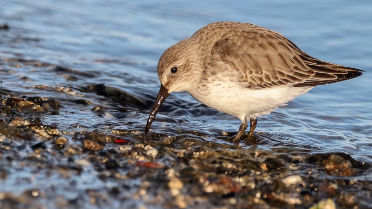 Signs of success for wading birds conservation project | News At One ...