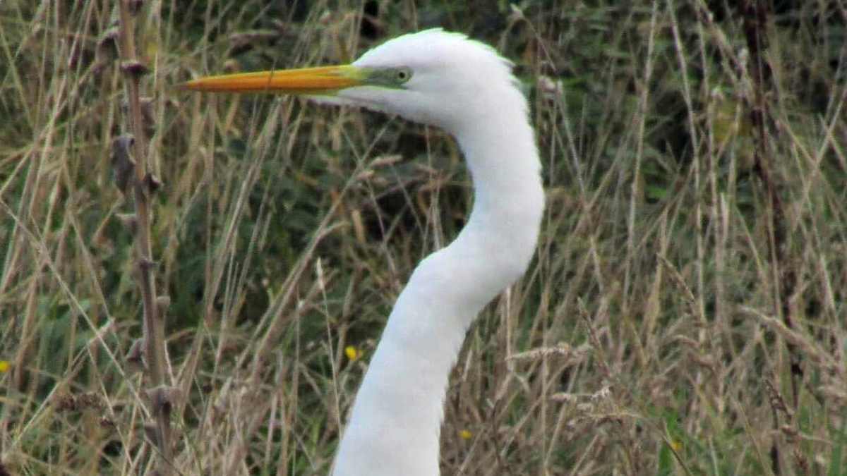 Mooney Goes Wild Monday 4 November 2024 - Mooney Goes Wild