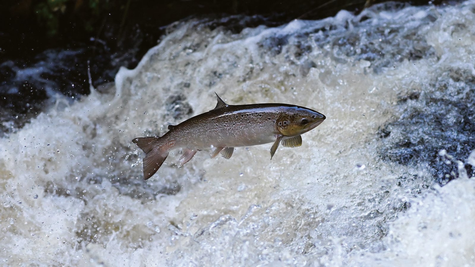One Limerick man's mission to save the Atlantic Wild Salmon