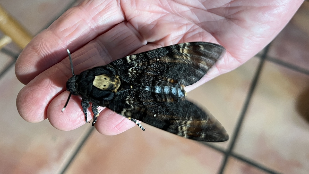 Mooney Goes Wild Monday 16 December 2024 - Mooney Goes Wild