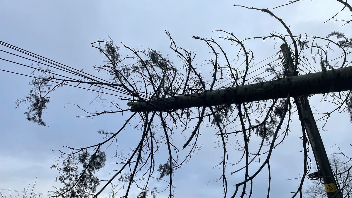 The calm after Storm Éowyn | The Late Debate - RTÉ Radio 1