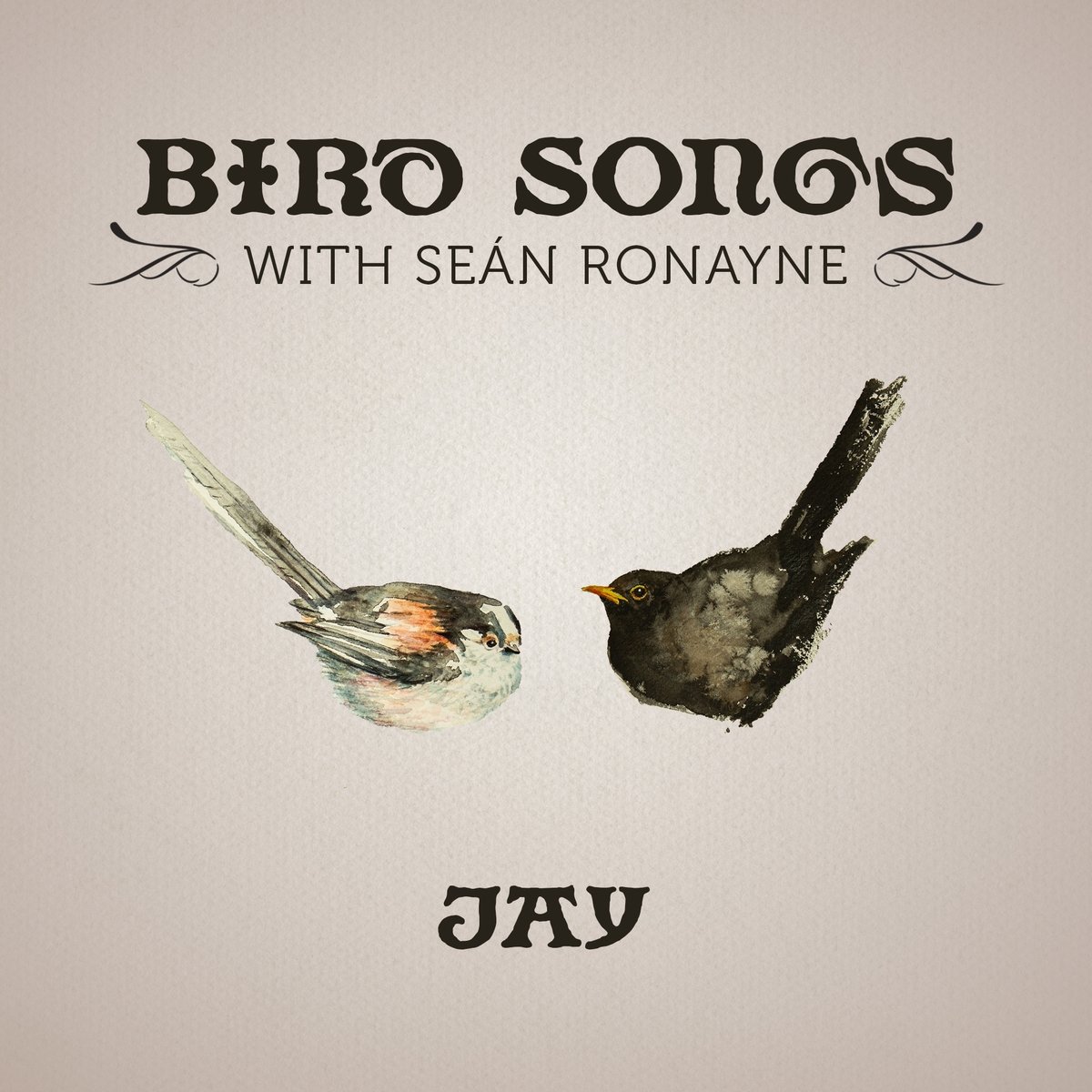 Jay | Bird Songs with Seán Ronayne | Bird Songs with Seán Ronayne - RTÉ ...
