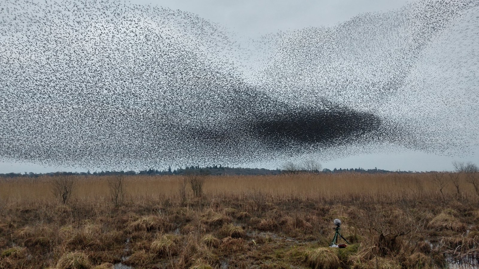 Bird Songs with Seán Ronayne: The Starling