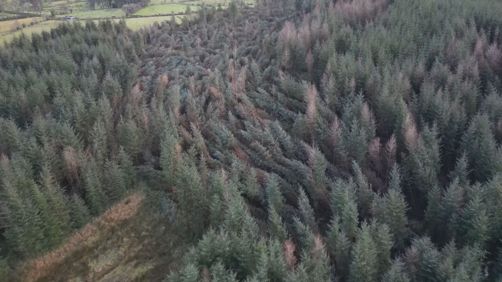 Govt taskforce meets to examine storm damage to forests