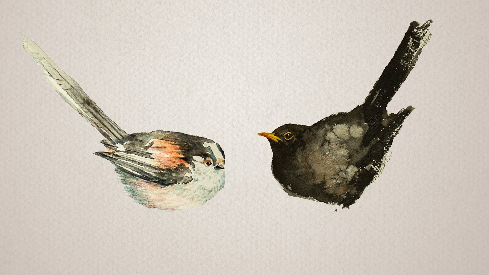 Bird Songs with Seán Ronayne: The Jay