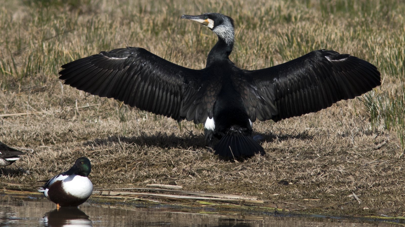 Bird Songs with Seán Ronayne: The Cormorant