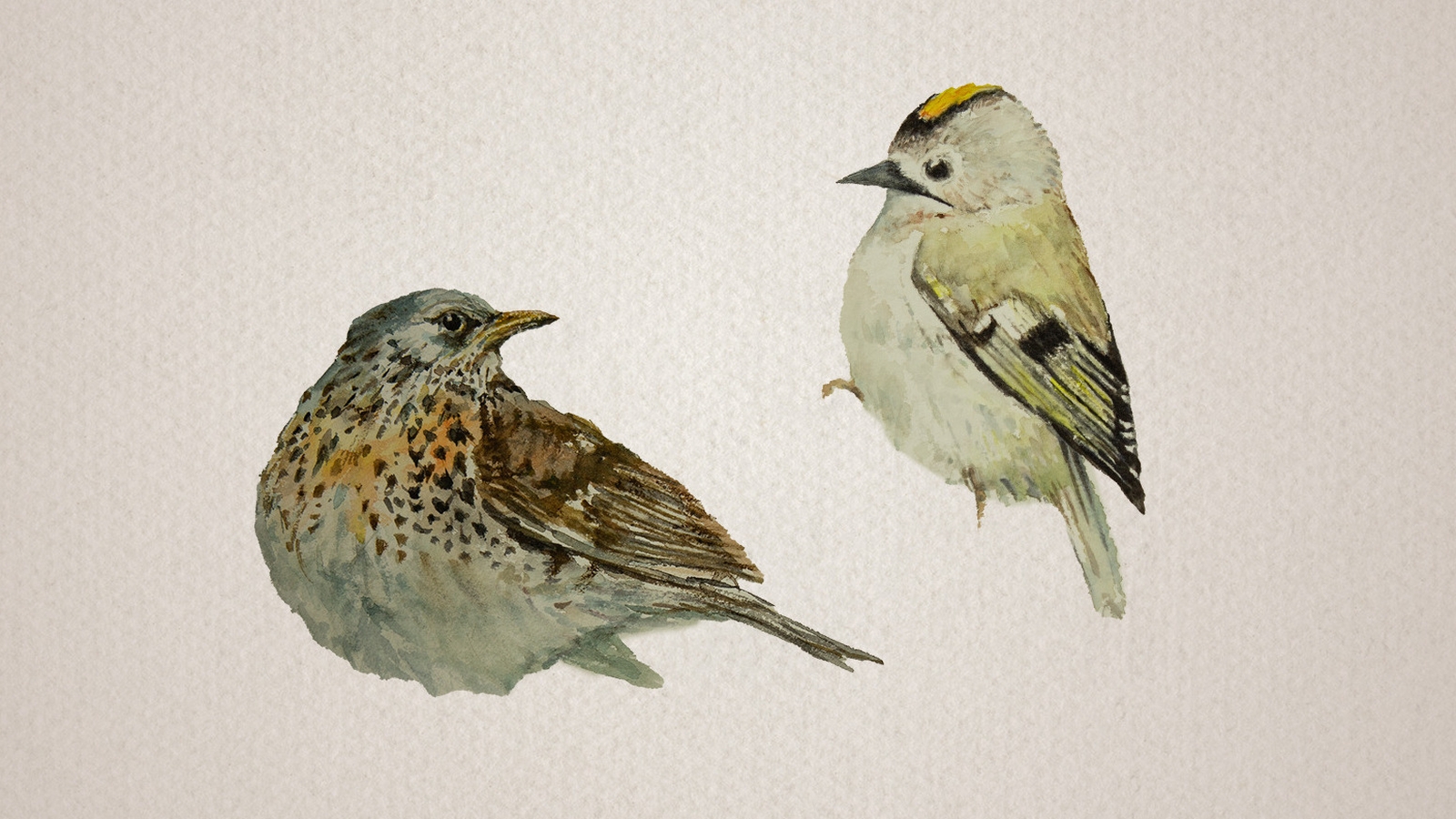 Bird Songs with Seán Ronayne: The Garden Warbler