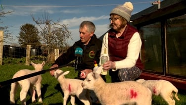 Video | Donegal farm welcomes two sets of six lambs in one week | RTÉ
