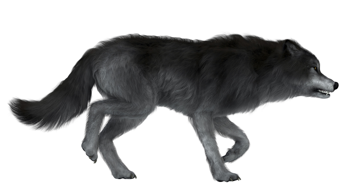 The return of the dire wolf? | Drivetime - RTÉ Radio 1