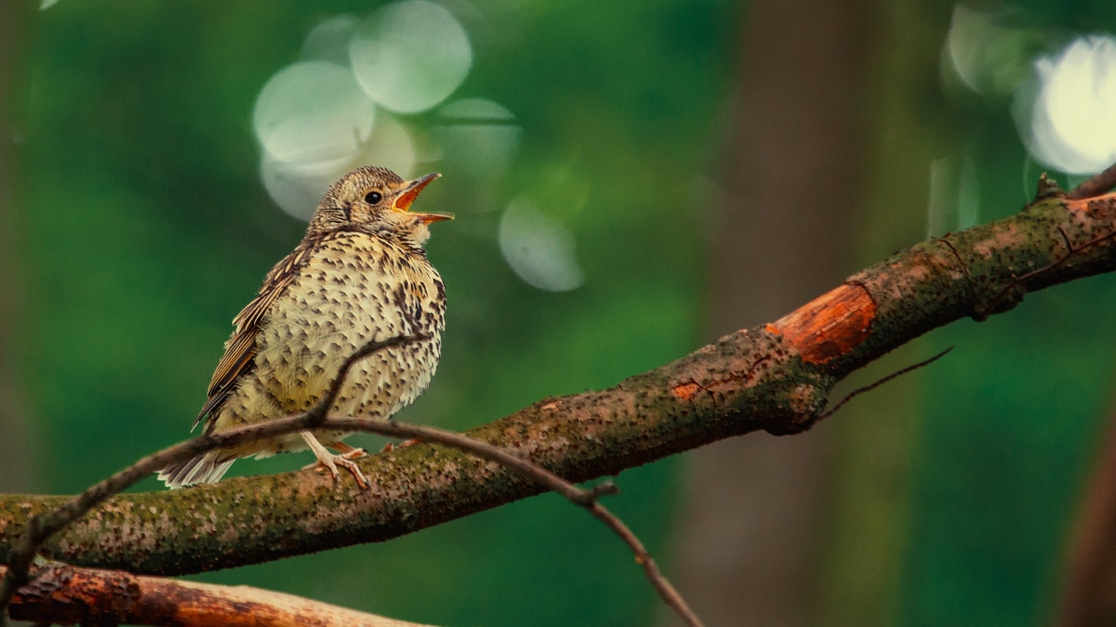 Dawn Chorus: Don't miss the seven-hour radio marathon