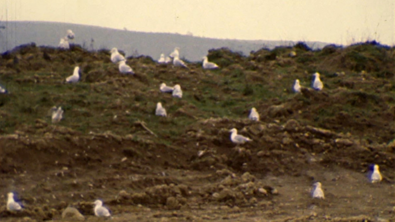 RTÉ Archives | Environment | Seagull Menace